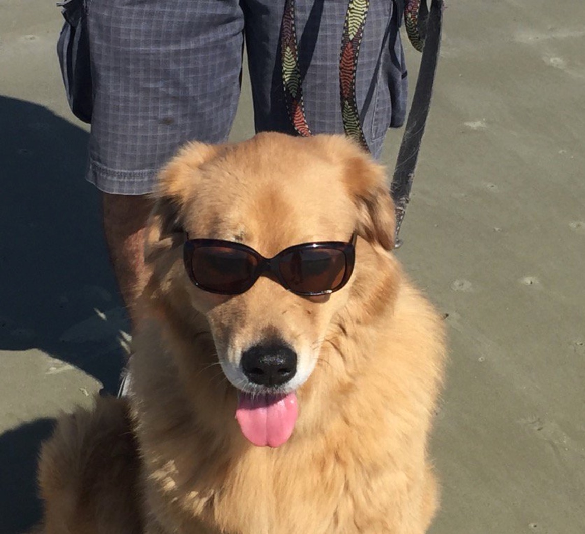 BB dog with glasses – New York Theater