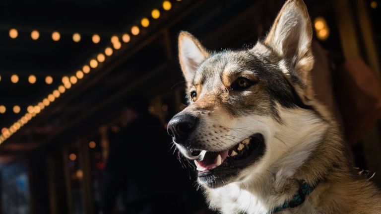 Luchta, who played a wolf in The Crucible – New York Theater